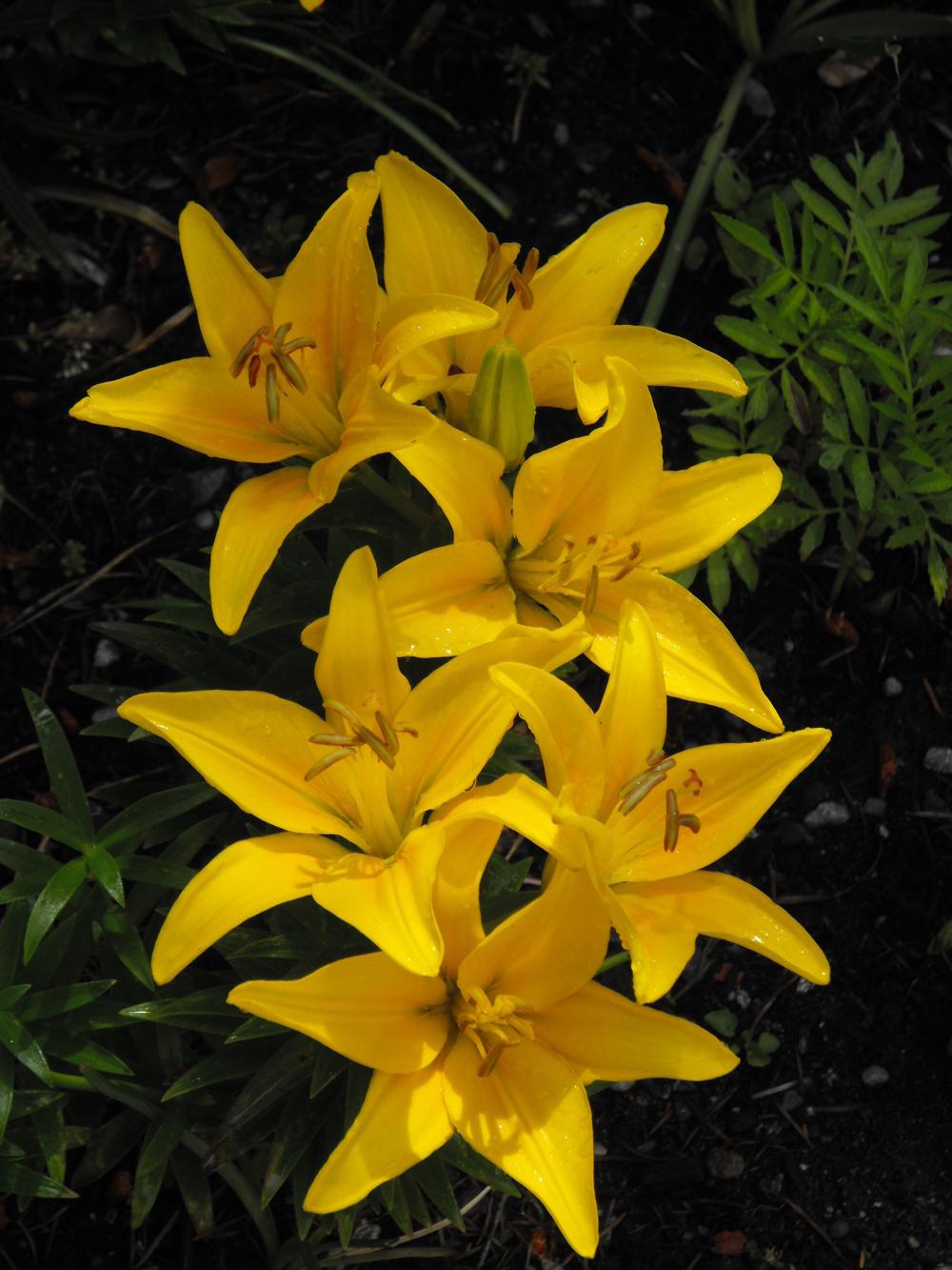 Lily (Lilium 'Yellow Pixie') in the Lilies Database - Garden.org