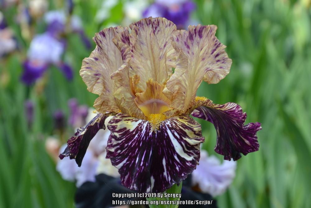 Tall Bearded Iris (Iris 'Grape Snakez') in the Irises Database - Garden.org