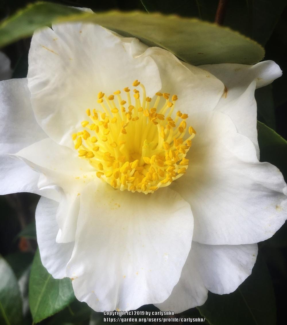 Camellias: Plant Care and Collection of Varieties - Garden.org