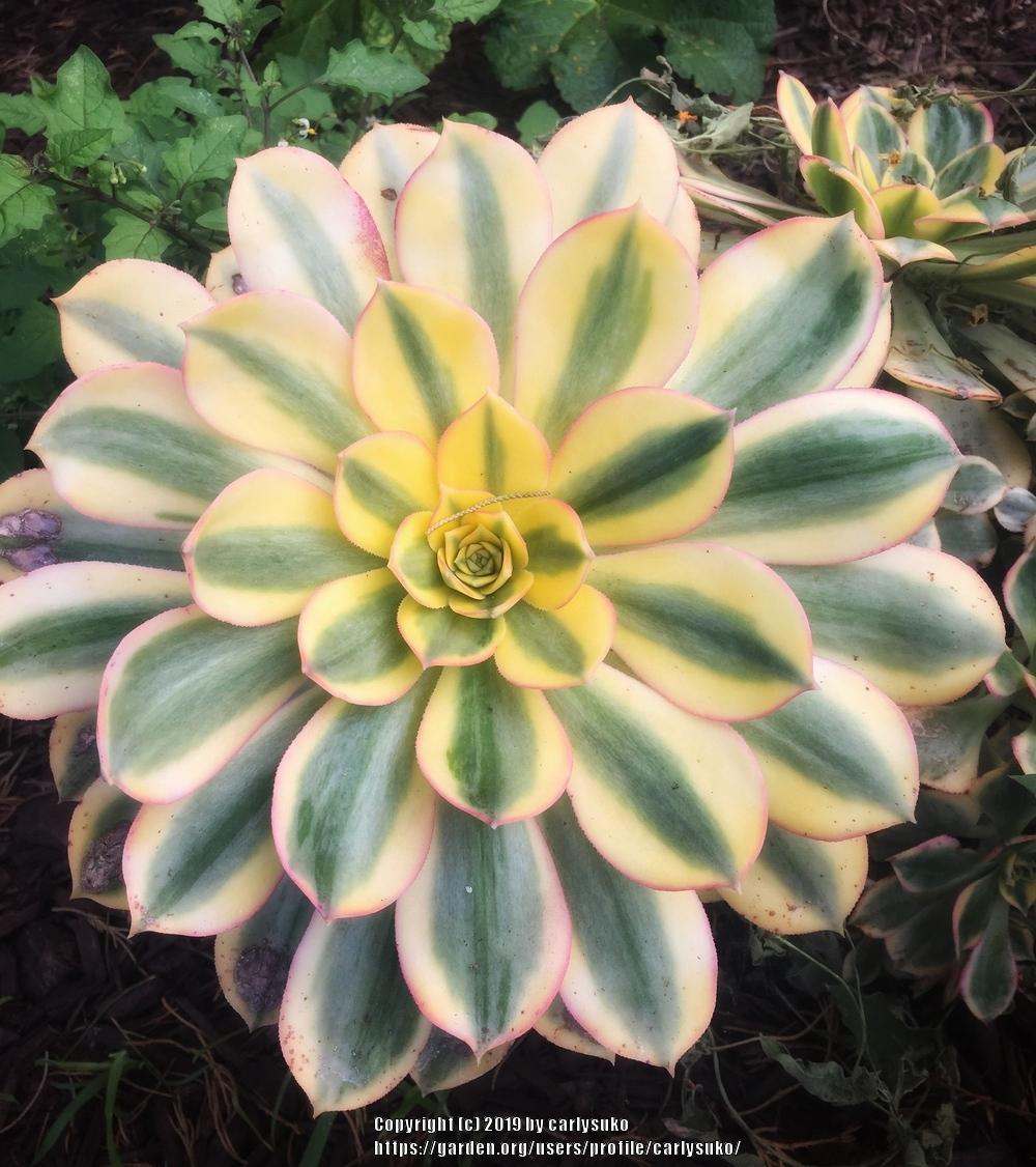 Aeoniums: Plant Care and Collection of Varieties - Garden.org