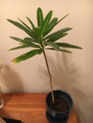 Help identifying small tree-like plant in the Plant ID forum - Garden.org