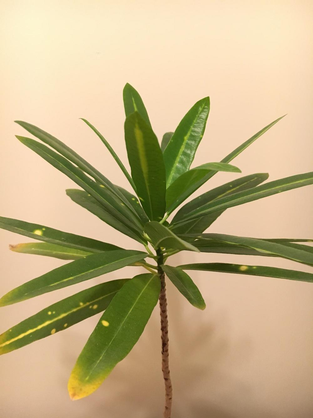 Help identifying small tree-like plant in the Plant ID forum - Garden.org