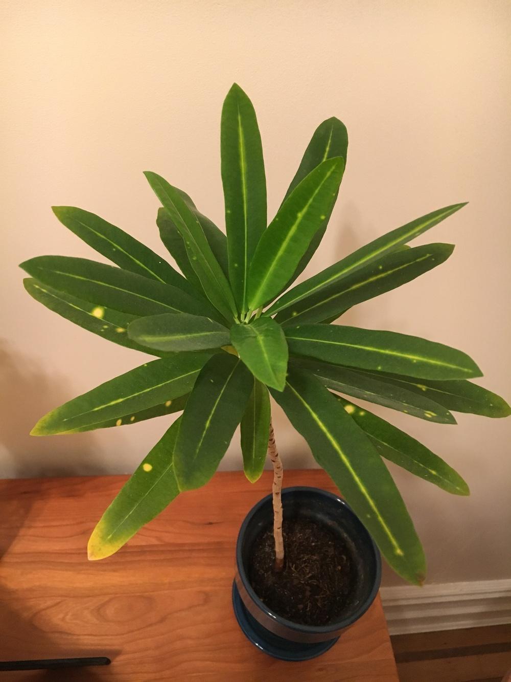 Help identifying small tree-like plant in the Plant ID forum - Garden.org