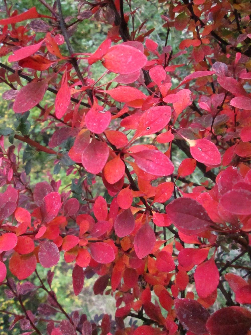 Photo of the fall color of Japanese Barberry (Berberis thunbergii 'Rose ...