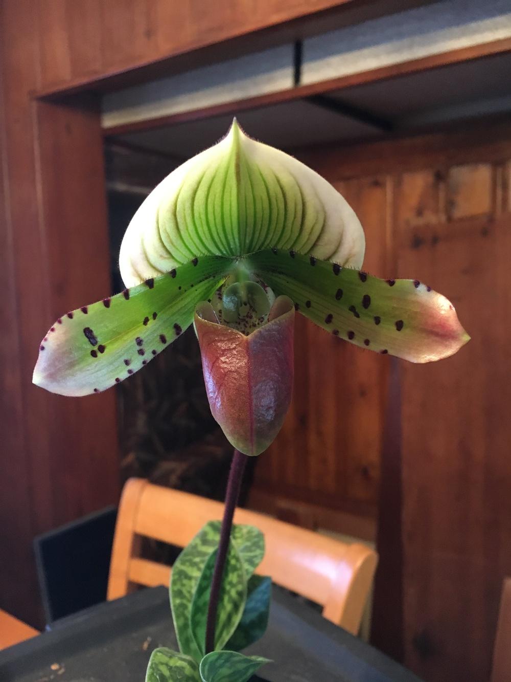Orchid (Paphiopedilum Voodoo Jewel) - Garden.org