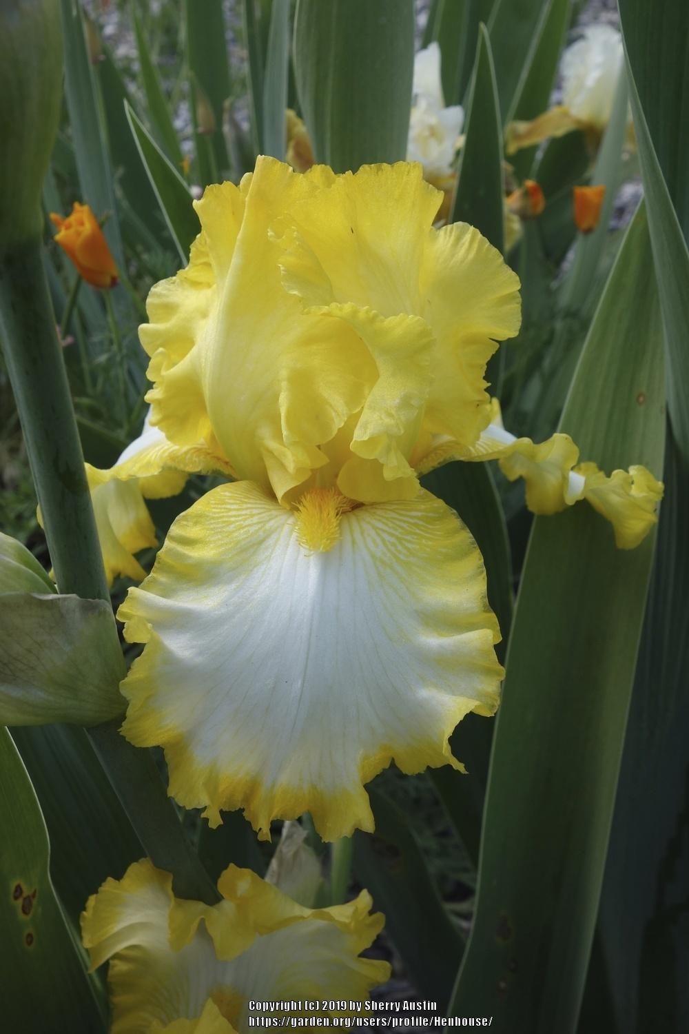 Tall Bearded Iris (Iris 'First Interstate') in the Irises Database ...