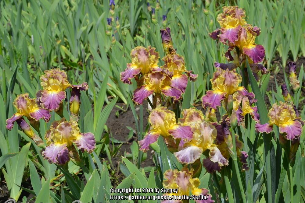 Photo of the bloom of Tall Bearded Iris (Iris 'High Master') posted by Serjio - Garden.org
