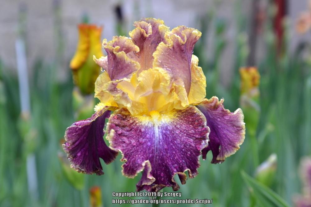 Tall Bearded Iris (Iris 'High Master') in the Irises Database - Garden.org