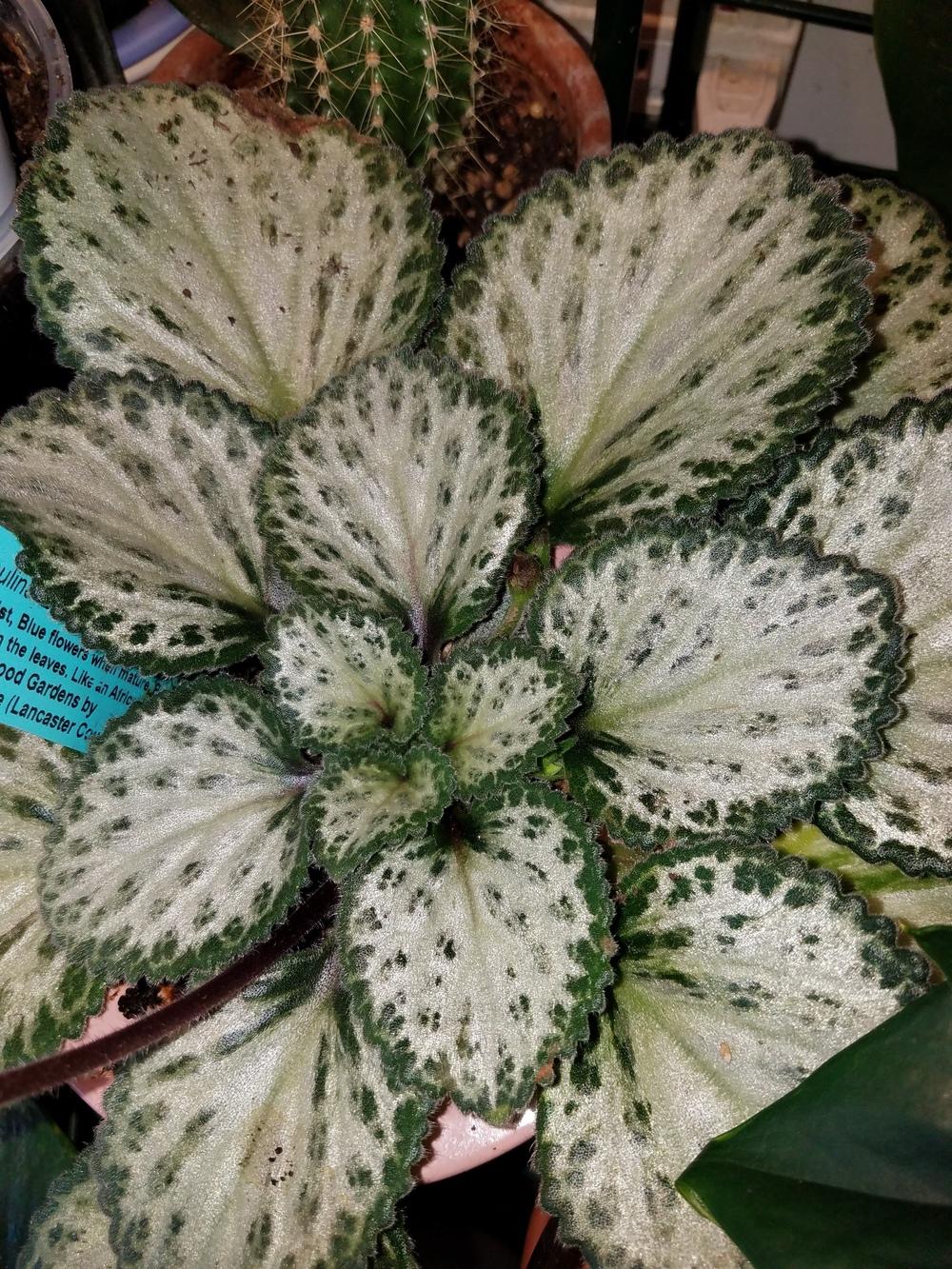 Chirita (Primulina 'Loki') - Garden.org