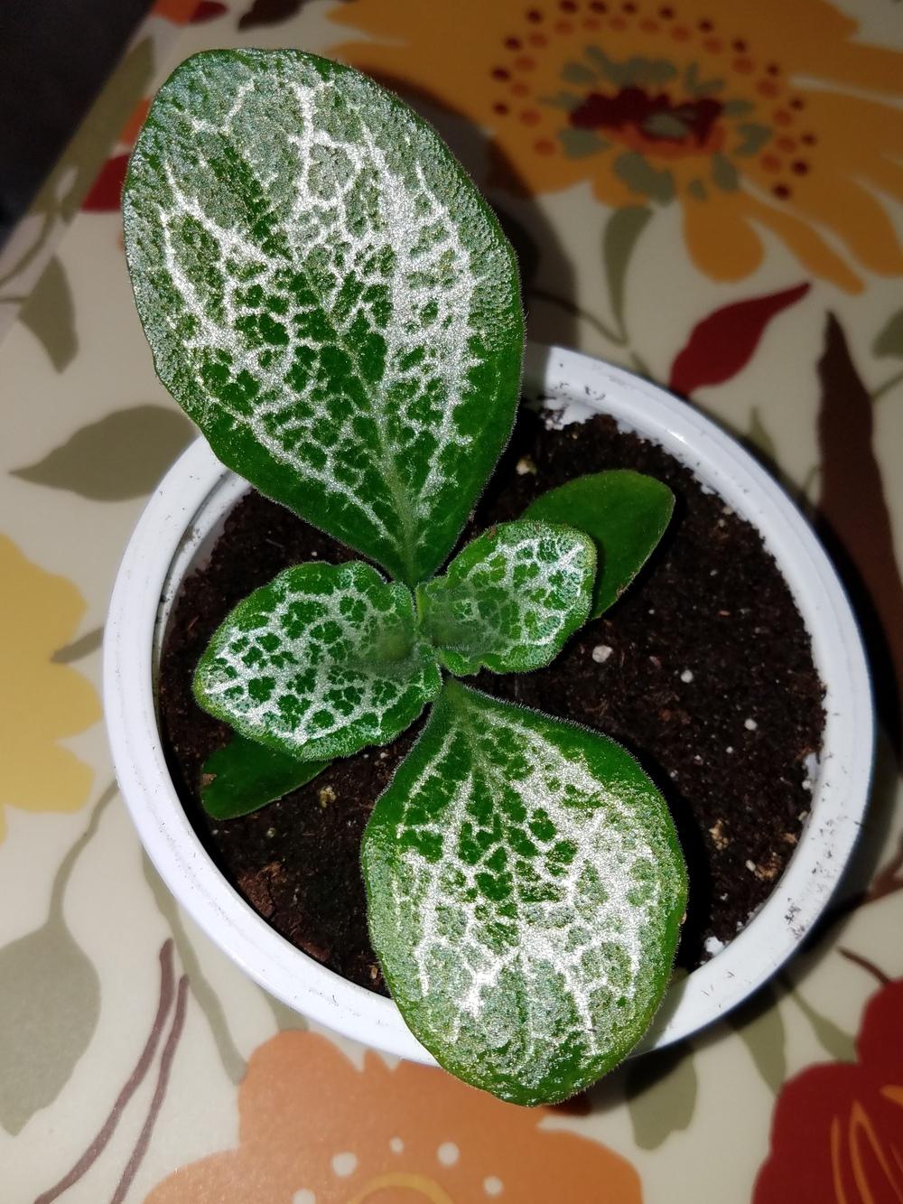 Photo of the seedling or young plant of Chirita (Primulina dryas ...