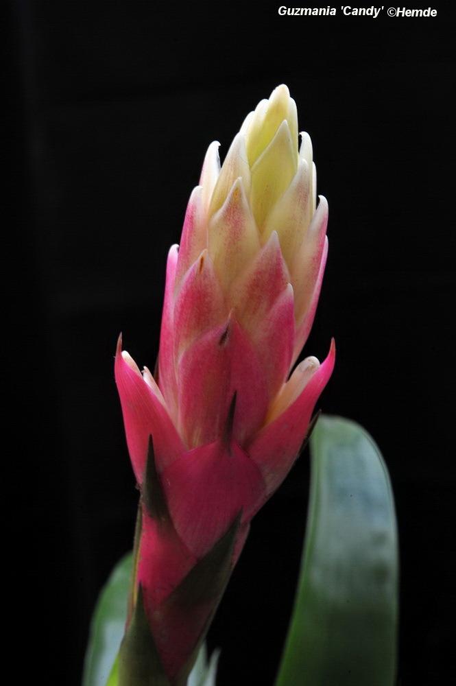 Tufted Airplant (Guzmania 'Candy') - Garden.org