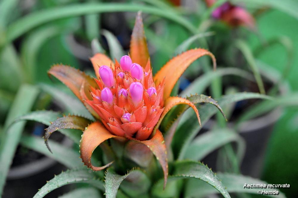 Bromeliad (Aechmea recurvata) - Garden.org