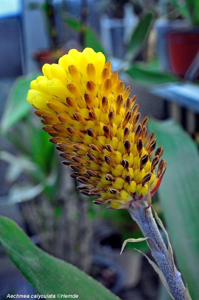 Photo of the bloom of Bromeliad (Aechmea calyculata) posted by Hemde ...