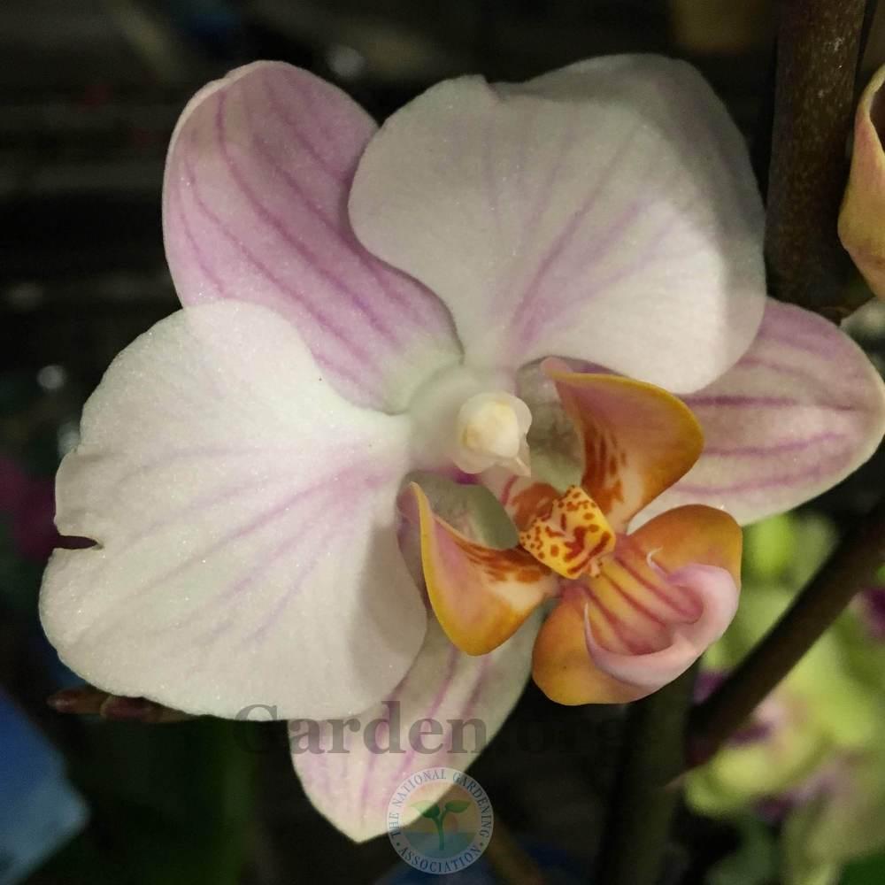 Moth Orchid (Phalaenopsis Younghome Sakura) - Garden.org