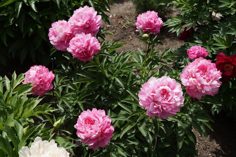 Peony (Paeonia 'Joker') in the Peonies Database - Garden.org