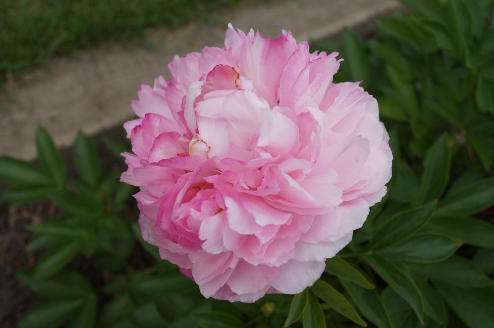 Please Showcase Your Pink or Pink Blends Peonies! in the Peonies forum ...