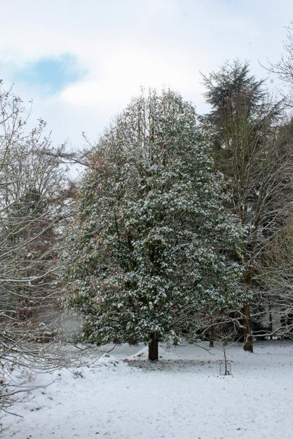 Algerian Oak (Quercus canariensis) - Garden.org