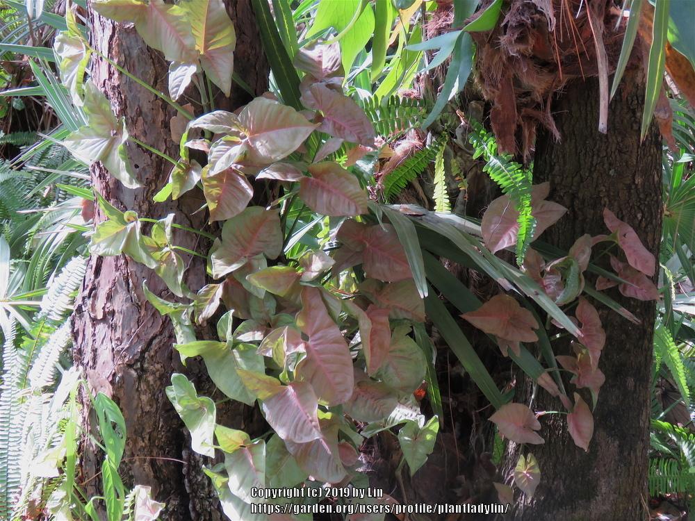 Show your Syngoniums! in the Philodendrons, Elephant Ears, and Other ...