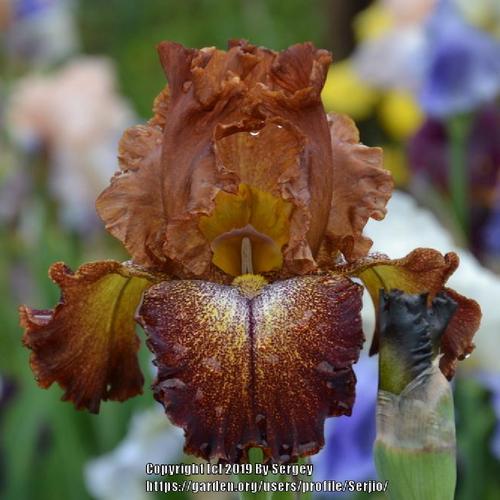 Tall Bearded Iris (Iris 'Holiday Spirit') in the Irises Database ...