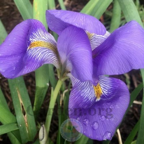 Species Iris (Iris unguicularis var. angustifolia) in the Irises ...