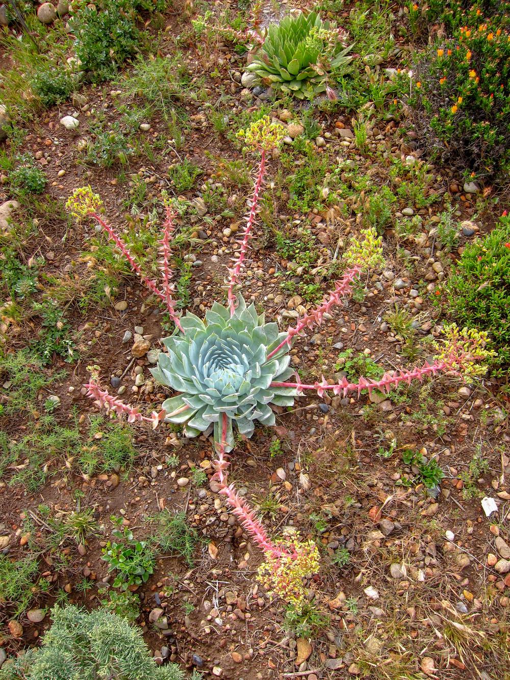 Dudleyas: Plant Care and Collection of Varieties - Garden.org