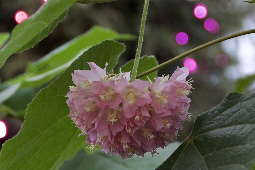 Tropical Hydrangea (Dombeya wallichii) - Garden.org