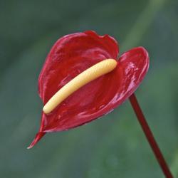 Anthuriums: Collection of Varieties - Garden.org