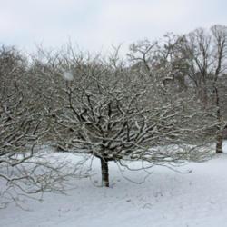 Photo of the fall color of Henry Wilson Tree (Sinowilsonia henryi ...