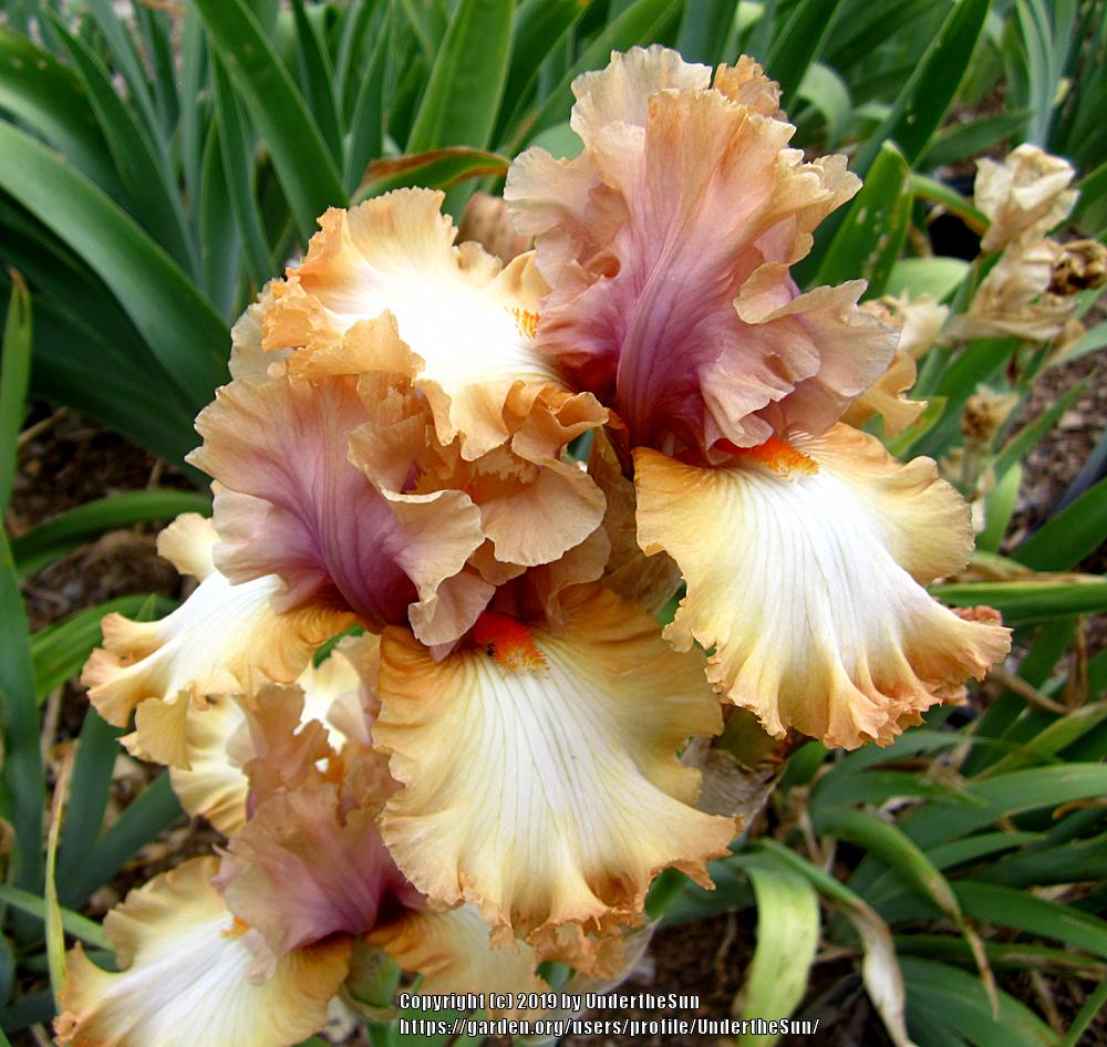 Photo of the bloom of Tall Bearded Iris (Iris 'Good on Ya') posted by ...