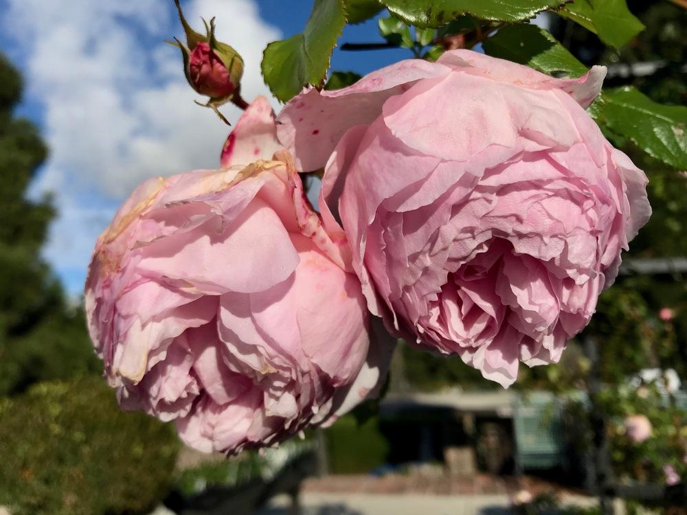 Provence Rose (Rosa centifolia) in the Roses Database - Garden.org
