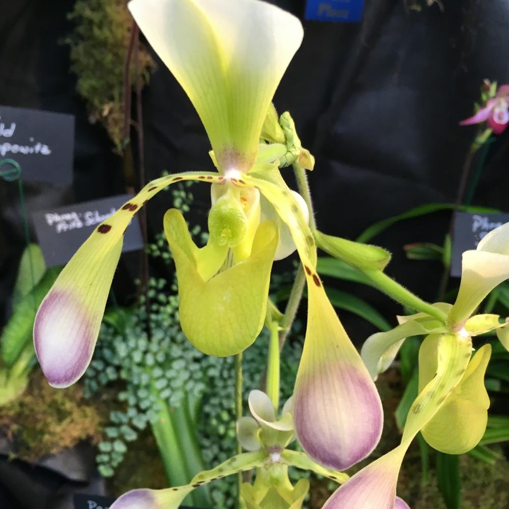 Orchid (Paphiopedilum Toni Semple 'Diana Candy Crush') - Garden.org