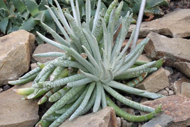 Rock Groundsel (Packera werneriifolia) - Garden.org