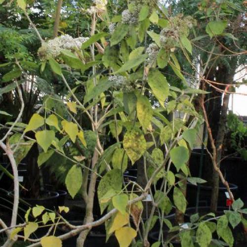 Callicarpa candicans in the Beautyberries Database - Garden.org