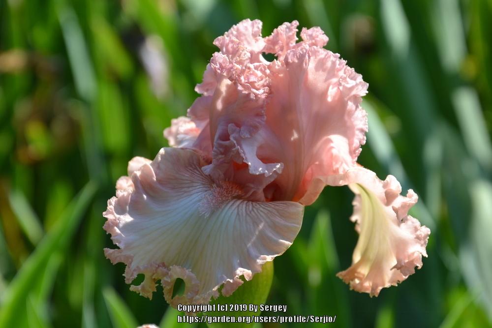 Photo of the bloom of Tall Bearded Iris (Iris 'In the Morning') posted ...