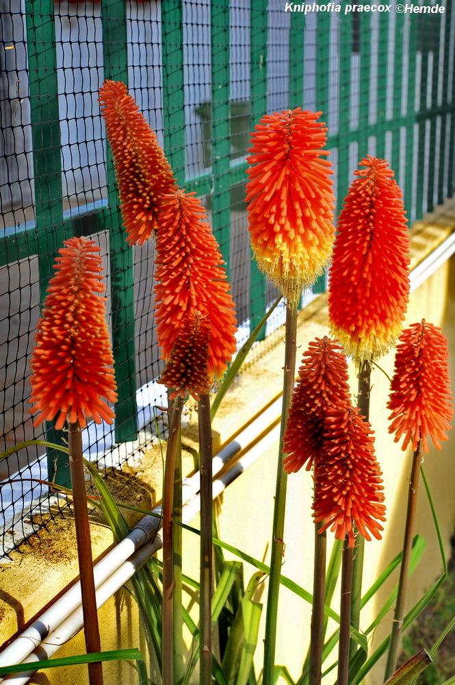 Photo of the bloom of Torch Lily (Kniphofia praecox) posted by Hemde ...