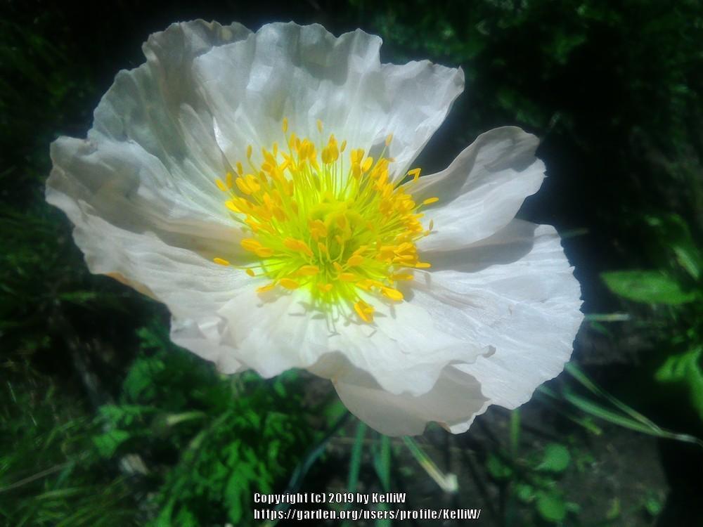 Poppies: Plant Care and Collection of Varieties - Garden.org