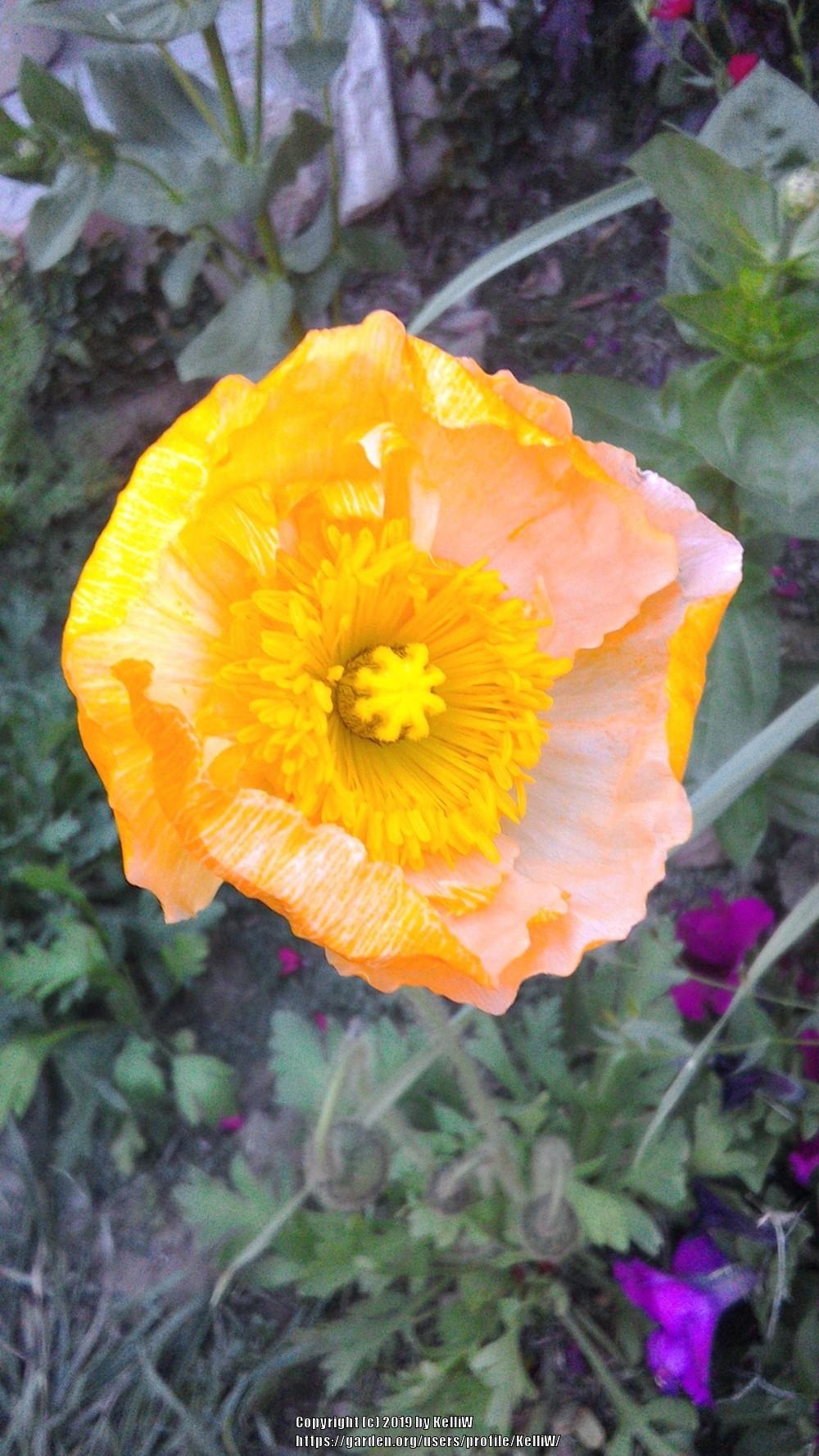 Poppies: Plant Care and Collection of Varieties - Garden.org