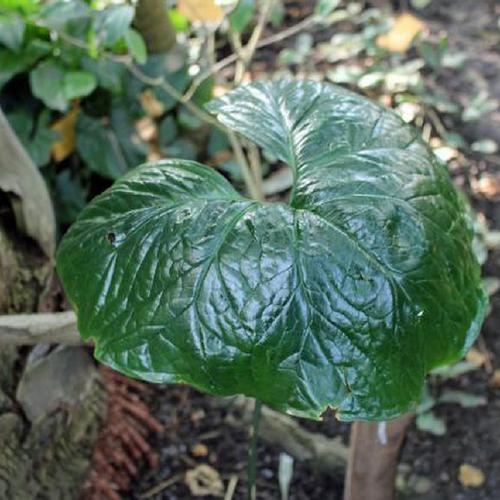 Nephthytis afzelii - Garden.org