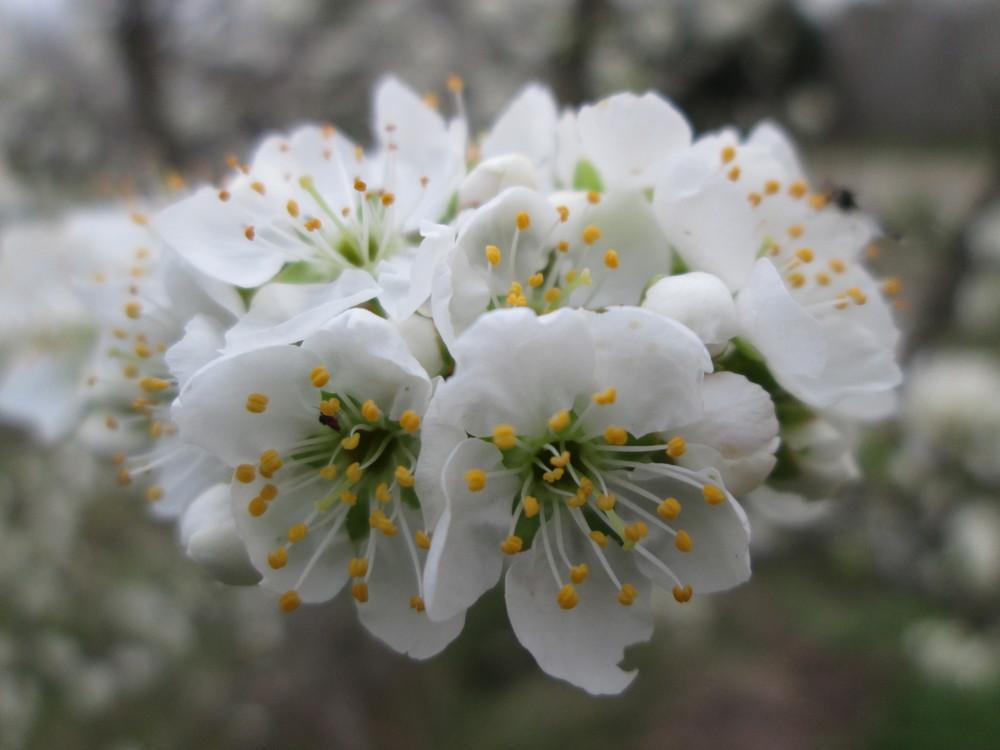 The Main Plant entry for Plums (Prunus umbellata) - Garden.org