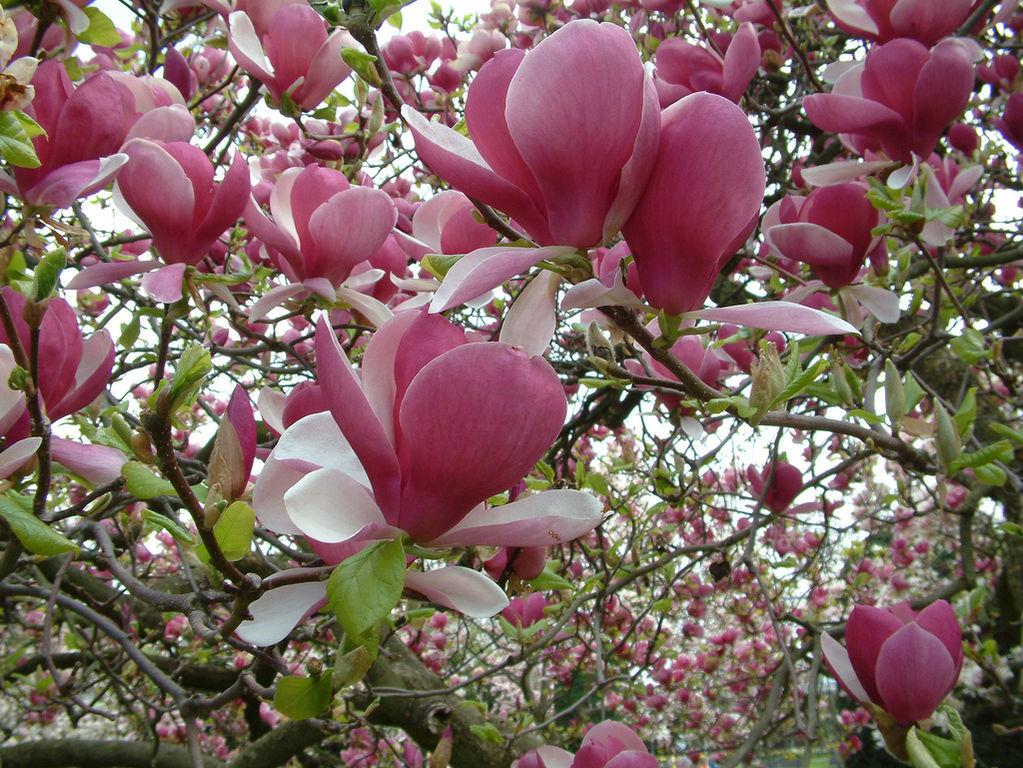 Saucer Magnolia (Magnolia x soulangeana 'Rustica Rubra') in the ...