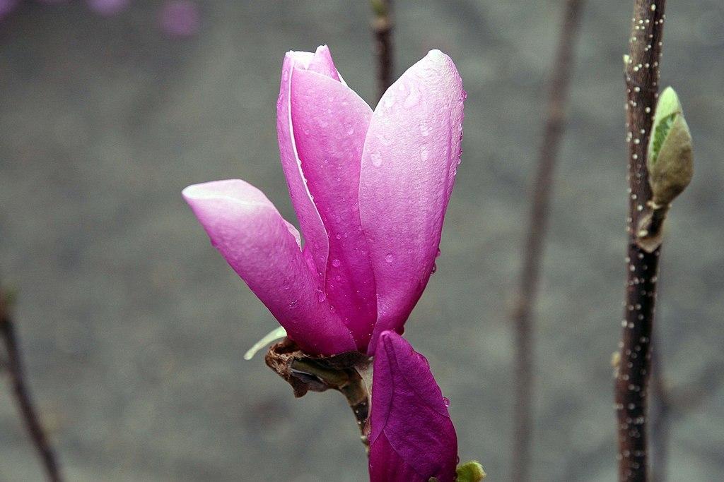 Saucer Magnolia (Magnolia x soulangeana 'Alexandrina') in the Magnolias ...
