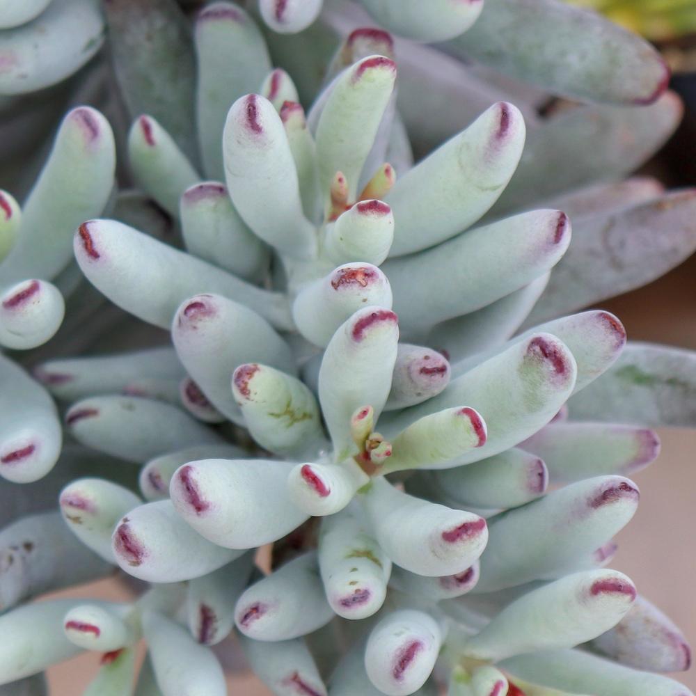 Cotyledon orbiculata var. oblonga - Garden.org