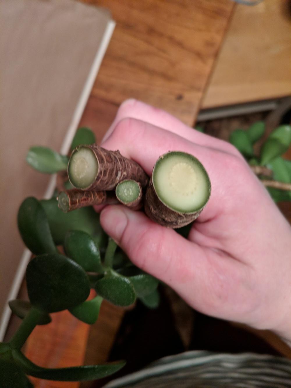 Jade plant root rot in the Ask a Question forum - Garden.org