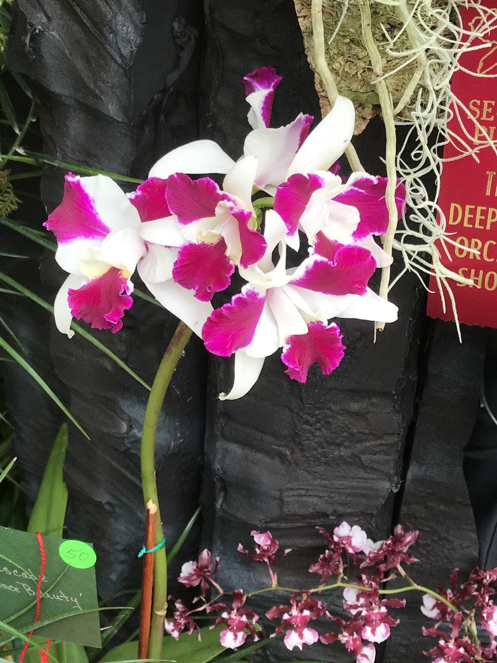 Orchid (Cattleya Purple Cascade 'Fragrant Beauty') - Garden.org