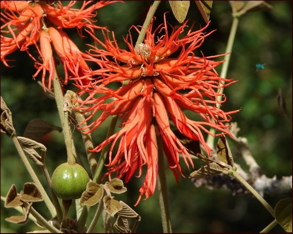 Abyssinian Coral Tree (Erythrina abyssinica) - Garden.org