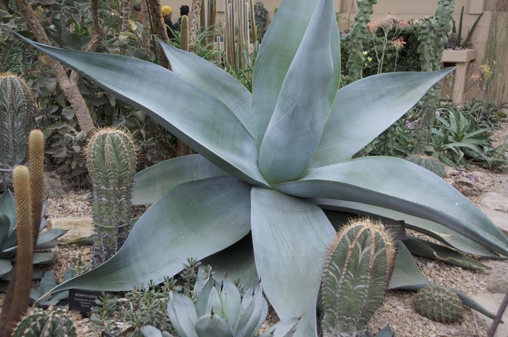 Agaves: Plant Care and Collection of Varieties - Garden.org