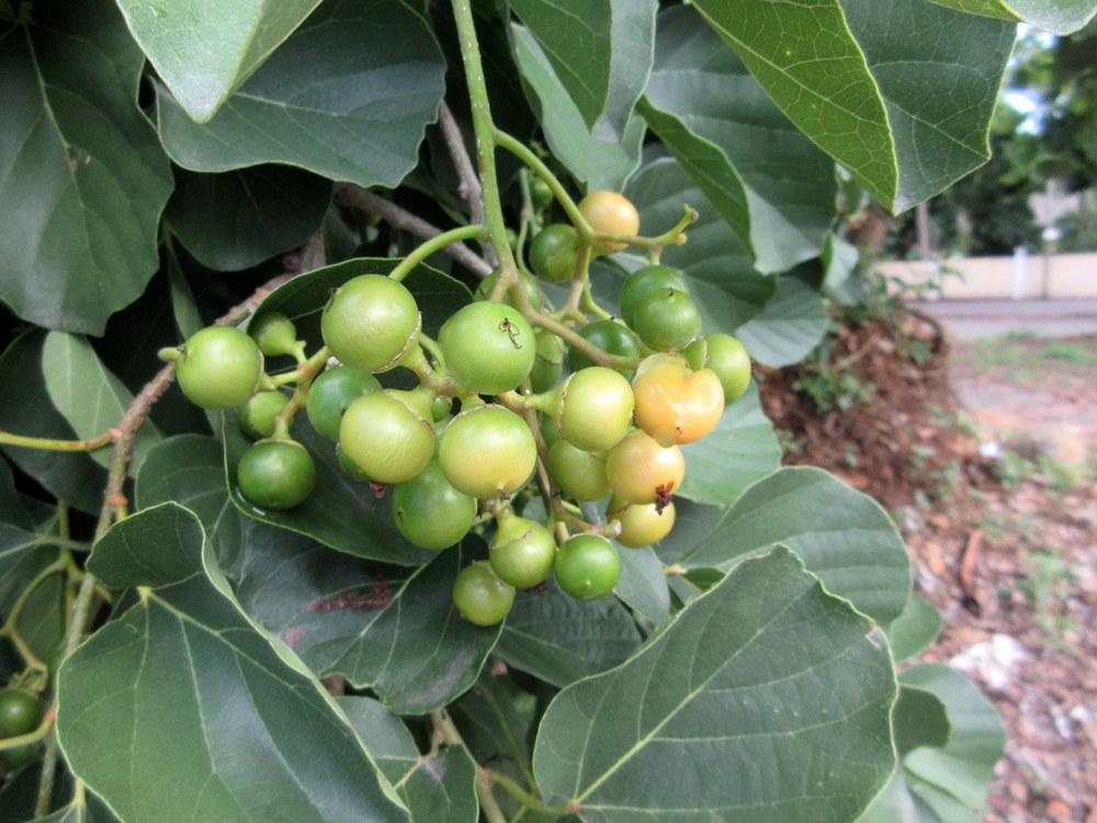 Assyrian Plum (Cordia myxa) - Garden.org