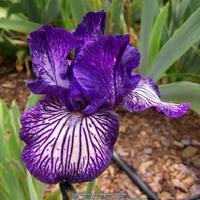 Intermediate Bearded Iris (Iris 'Line Drive') in the Irises Database ...