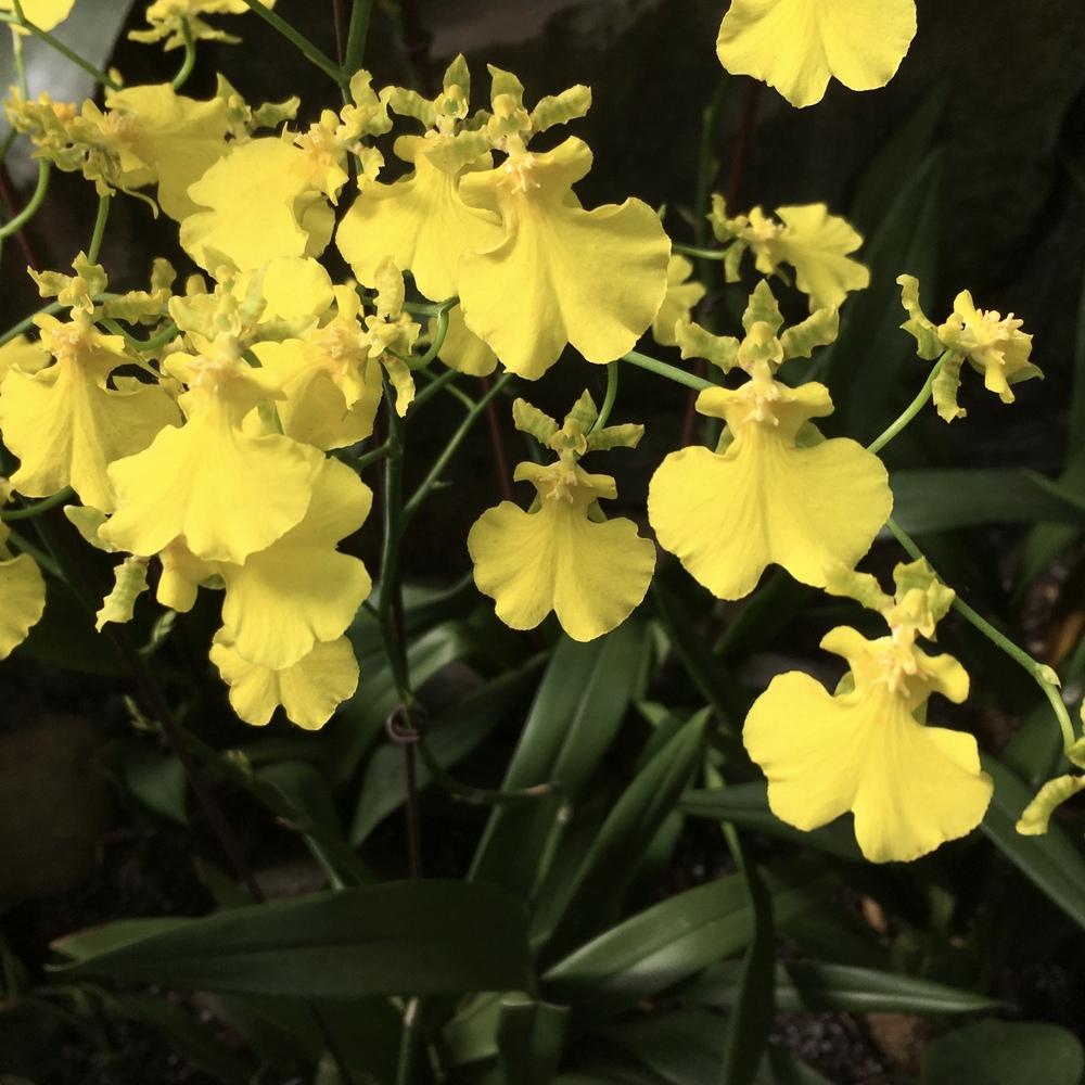 Orchid (Oncidesa Gower Ramsey 'Honey Drop') - Garden.org