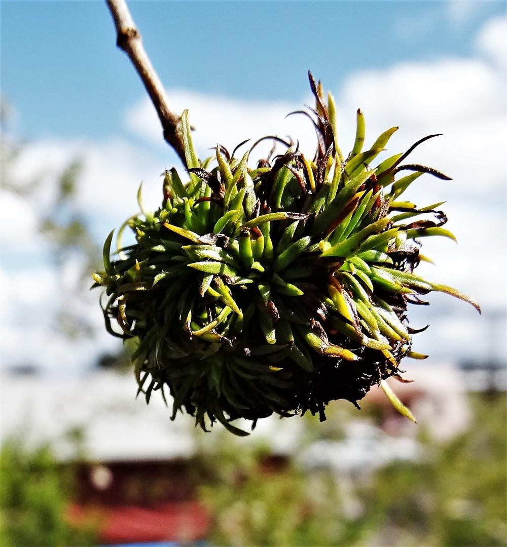 Creosote Bush (Larrea tridentata) - Garden.org